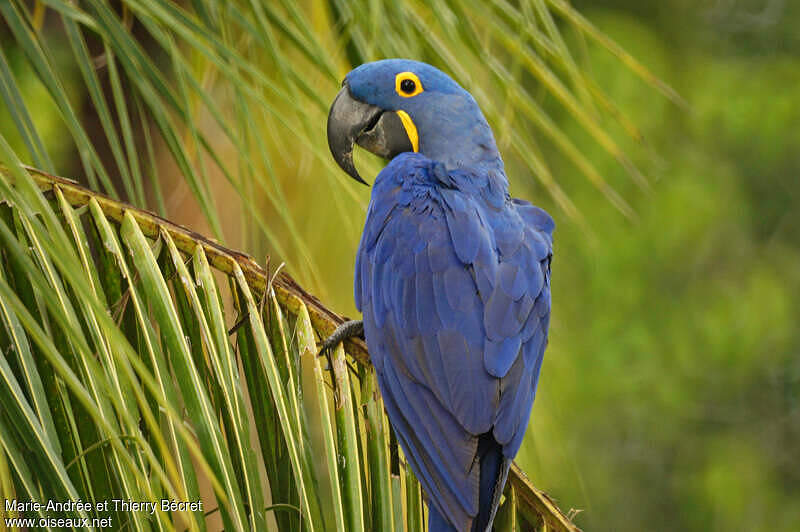 Ara hyacinthe - thbe135684