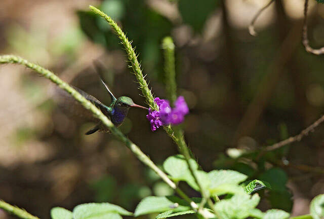 Ariane saphirine - thbe218168