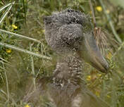 Bec-en-sabot du Nil - Balaeniceps rex