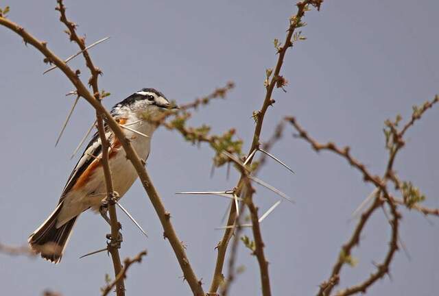 Brubru africain - thbe238703