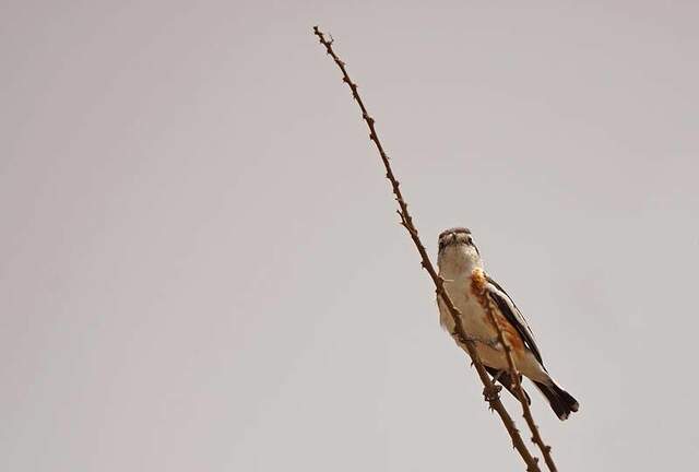 Brubru africain - thbe238704