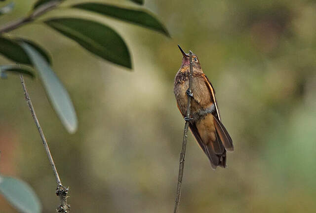 Colibri étincelant - thbe214754