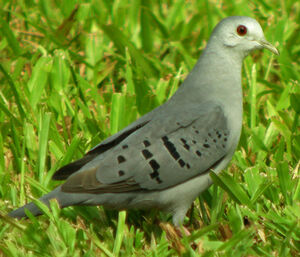 Blue Ground Dove - Claravis pretiosa