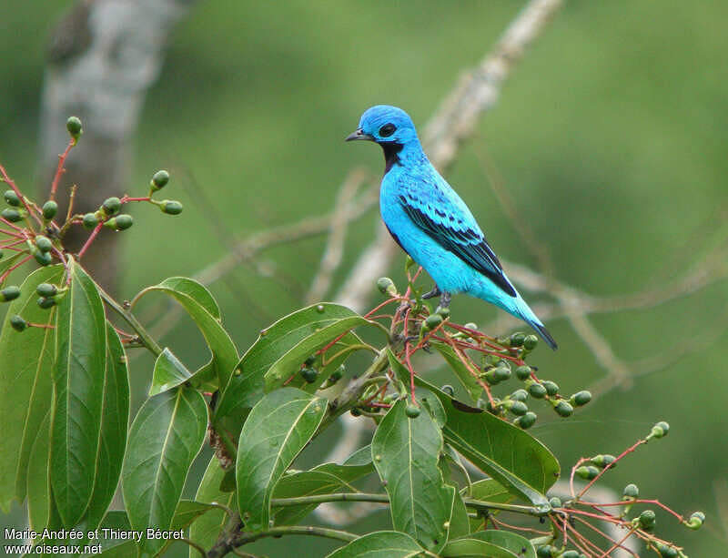 Blue Cotinga - Cotinga nattererii male - thbe89589