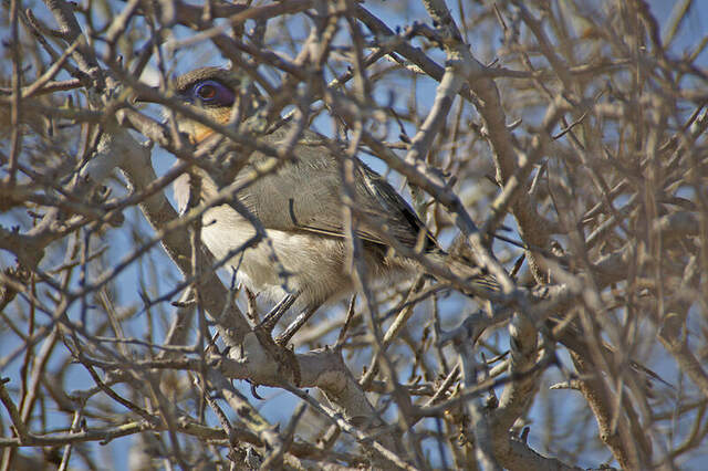 Coua coureur - thbe153992