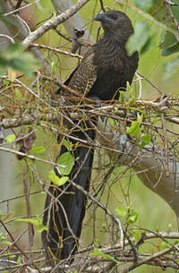 Coucal faisan - Centropus phasianinus