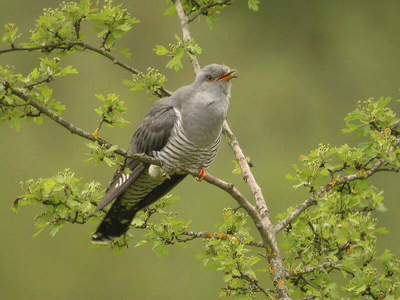 Coucou gris - thbe24971