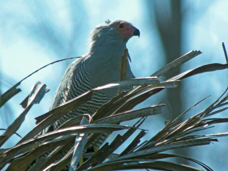 Madagascar Harrier-Hawk - Polyboroides radiatus - thbe151008