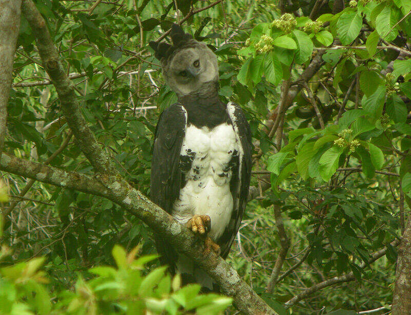 Harpie féroce - thbe140876