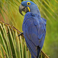 Ara hyacinthe - Anodorhynchus hyacinthinus