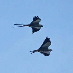 Milan à queue fourchue - Elanoides forficatus