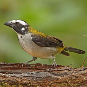 Saltator à ailes noires - Saltator atripennis