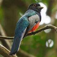 Blue-crowned Trogon - Trogon curucui