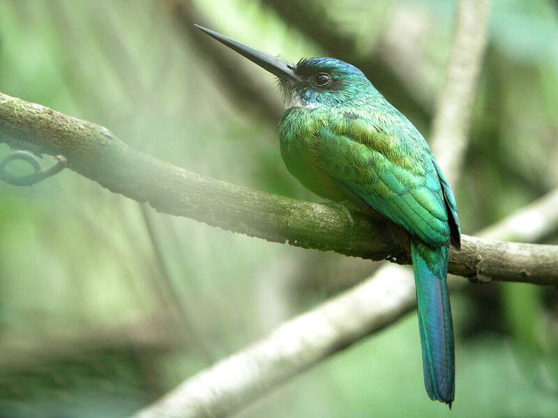 Green-tailed Jacamar - Galbula galbula - thbe39985