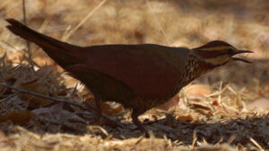 White-breasted Mesite - Mesitornis variegatus