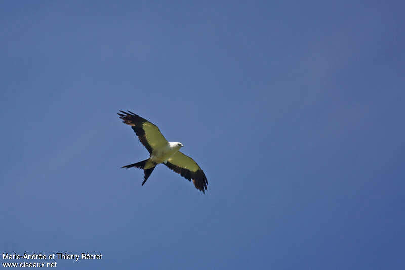 Milan à queue fourchue immature - thbe95849