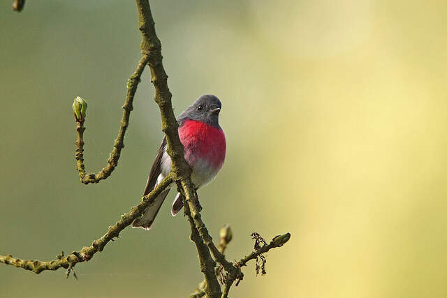 Miro rosé - thbe299198