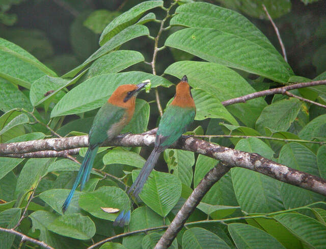 Motmot à bec large - thbe89598