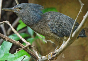 Zigzag Heron - Zebrilus undulatus
