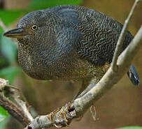 Zigzag Heron - Zebrilus undulatus