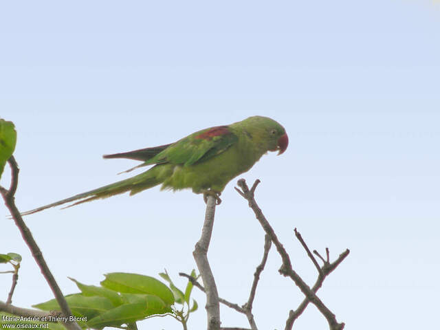 Perruche alexandre femelle - thbe57209