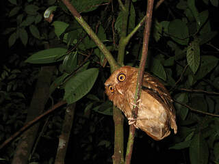 Serendib Scops Owl - Otus thilohoffmanni - thbe56509