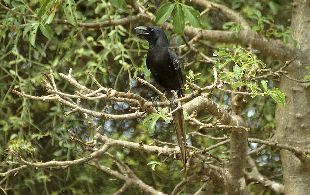 Piapiac africain - thbe32999