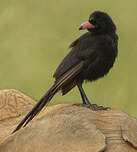 Piapiac - Ptilostomus afer