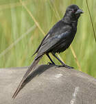 Piapiac - Ptilostomus afer