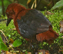 Chestnut Forest Rail - Rallicula rubra