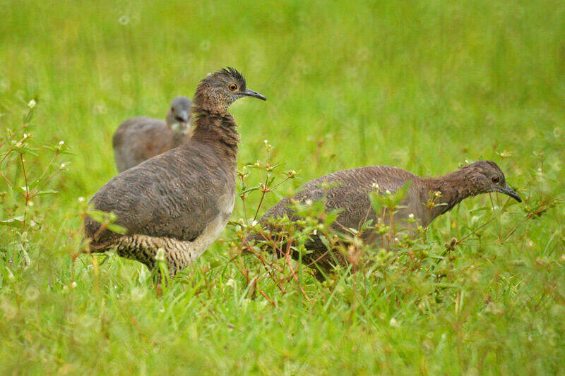 Tinamou vermiculé - thbe139303