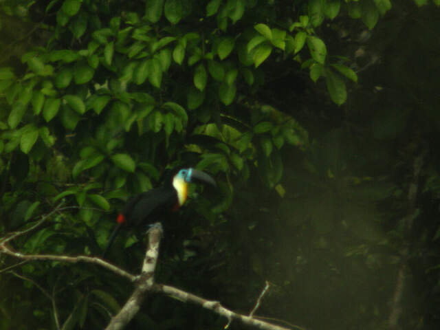 Toucan ariel - thbe40043