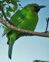 Jerdon's Leafbird - Chloropsis jerdoni