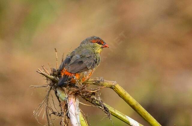 Bengali zébré adulte - thhe321151