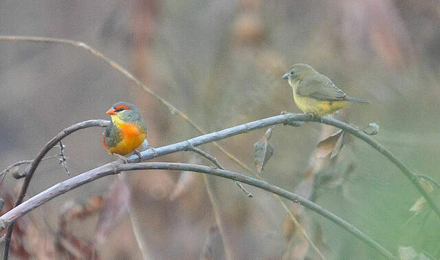 Bengali zébré - thhe310419