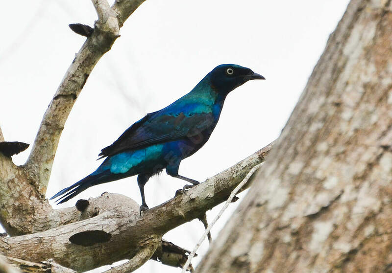 Splendid Starling - Lamprotornis splendidus adult - thhe155820