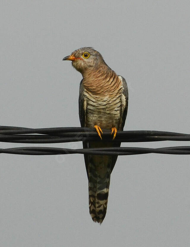 Red-chested Cuckoo - Cuculus solitarius adult - thhe318653