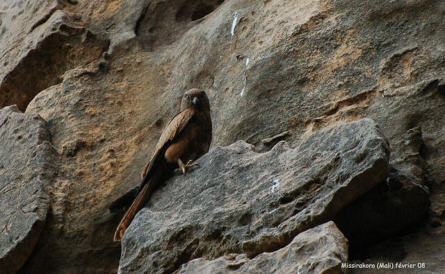 Crécerelle renard adulte - thhe47866