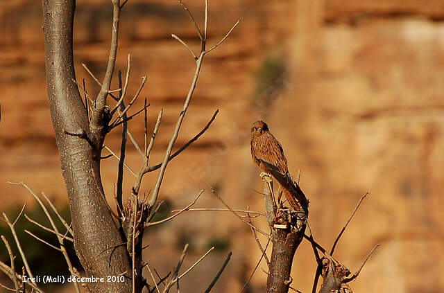 Fox Kestrel - Falco alopex adult - thhe95013