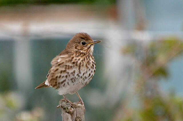 Grive musicienne adulte - thhe120420