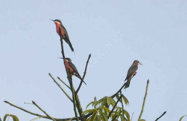 Guêpier gris-rose - thhe209341