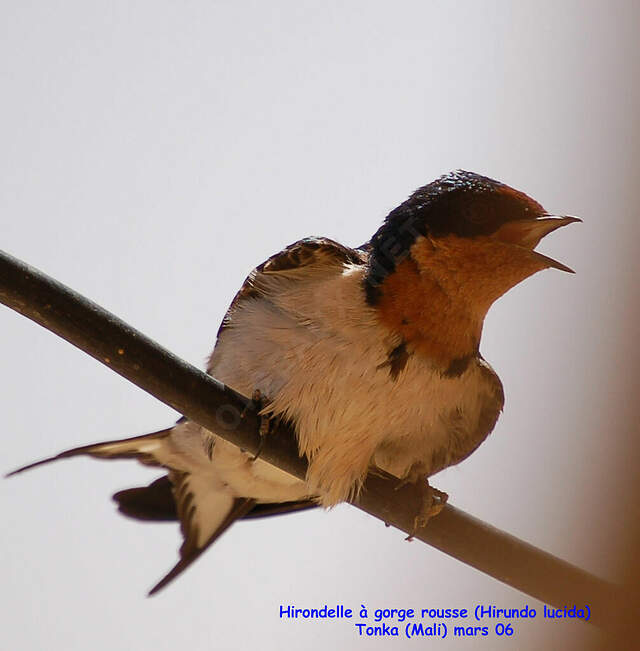 Hirondelle de Guinée - Hirundo lucida - thhe29750