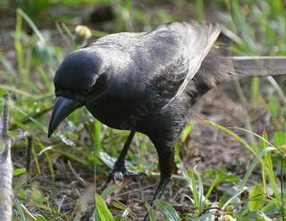 Piapiac africain adulte - thhe135524