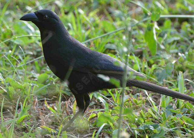 Piapiac africain adulte - thhe135525