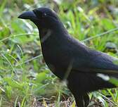 Piapiac - Ptilostomus afer