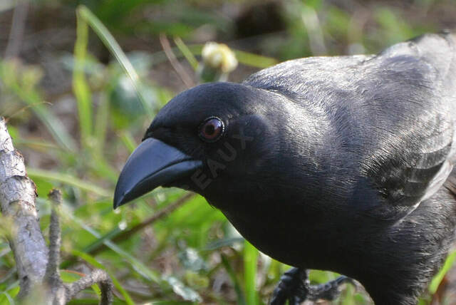 Piapiac - Ptilostomus afer - thhe135526