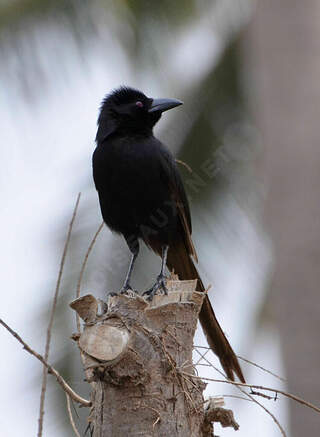 Piapiac africain - thhe197671