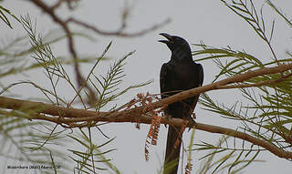 Piapiac africain adulte - thhe48126