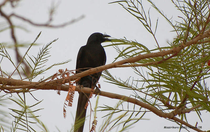 Piapiac africain adulte - thhe48127