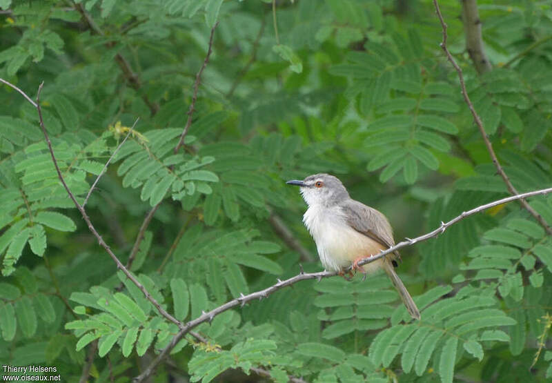 Tawny-flanked Prinia - Prinia subflava male adult - thhe122964